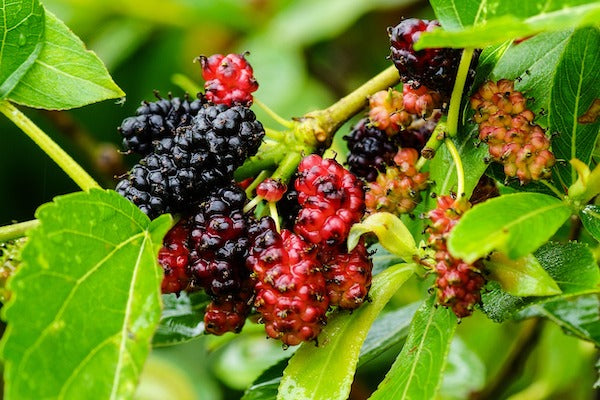 Health Benefits of Dried Mulberries – We Got Nuts – We Got Nuts